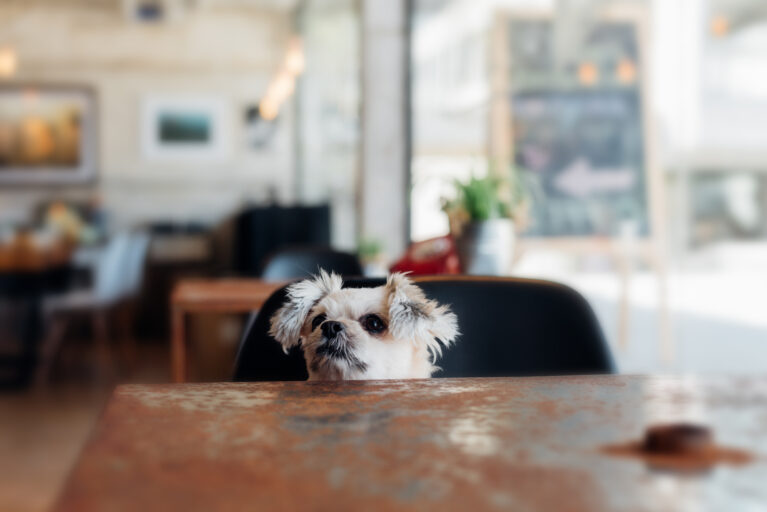 Where to Find the Best Dog Friendly Pubs in Durham - Meridian Parks